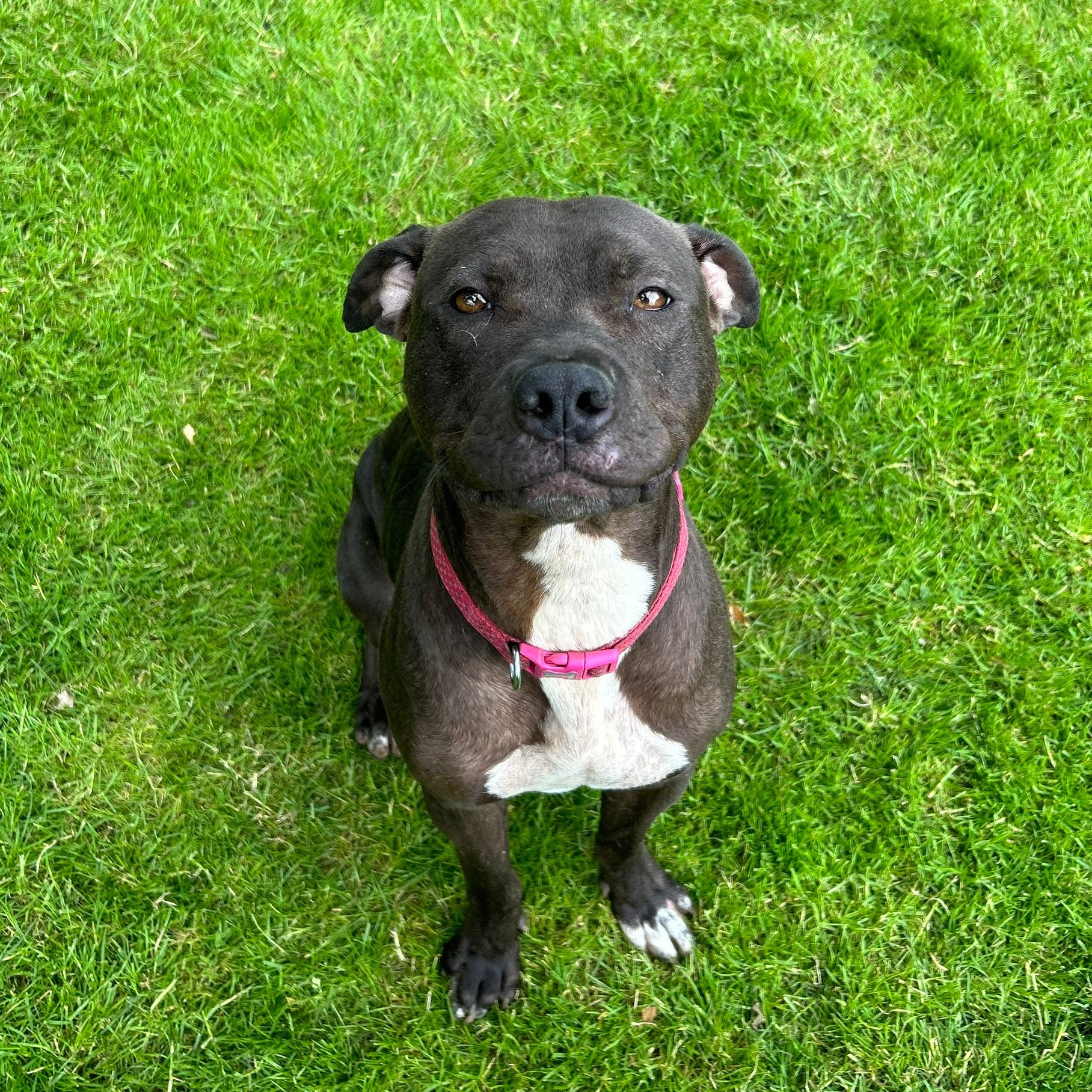 Dogs Archives - RSPCA Lincolnshire Mid & Lincoln Branch